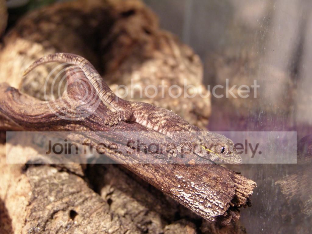 Bauer's Chameleon Gecko Eurydactylodes Agricolae | Aussie Pythons ...