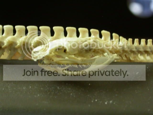 Anyone ever try articulating a snake skeleton? - Field Herp Forum